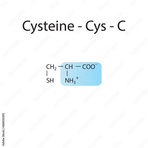 Cysteine Cys C Amino Acid Structure Skeletal Formula With Amino