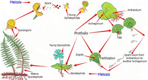 Fern Reproduction The Bible Of Botany