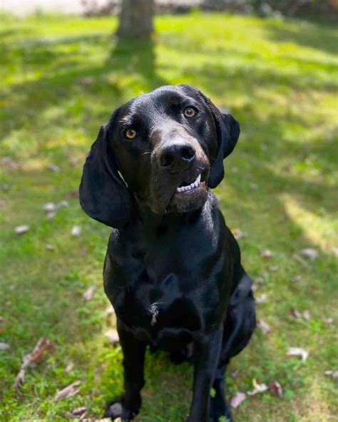 Bluetick Coonhound Lab Mix Info Pictures Traits And Facts