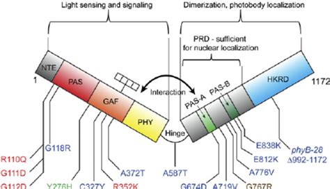 Structural Basis For Phyb Localization And Signaling Phys Can Be
