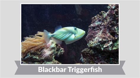 25 Common Types Of Triggerfish Identification With Picture