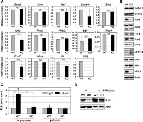 Indirect Regulation Of Il4 Gene Expression By Nfil3 A Gene