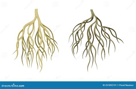 Branching Root As Tree Part Below The Surface Of Soil Vector Set Stock Vector Illustration Of
