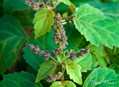 Everything I Love About Growing And Harvesting Patchouli Bren Haas