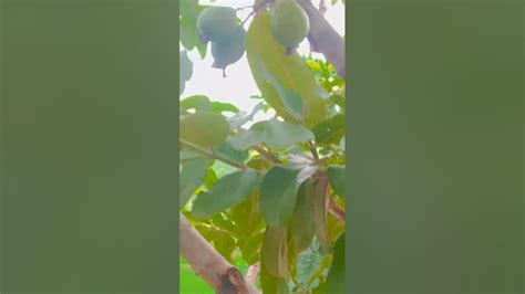 Agra Se Dosti Rakhna Mere Dost Samajhdar Ho Per Kam Nahin Aate 💞💯💞