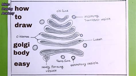 Structure Of Golgi Complex With Diagram Golgi Apparatus Func