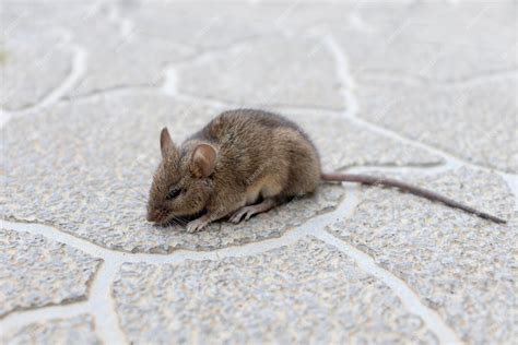 Premium Photo Closeup Mouse A House Mouse On A Cement Background