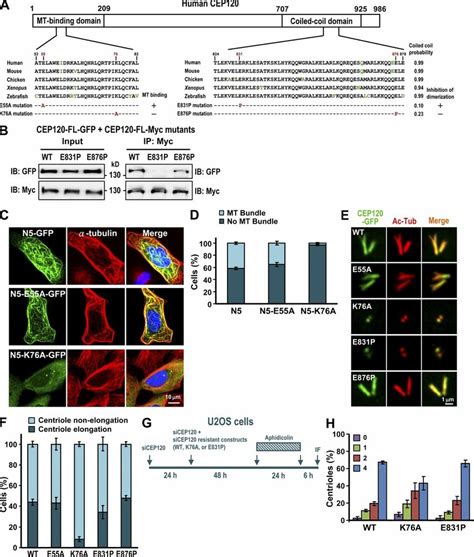 Functional Characterization Of The Mt Binding And Dimerization