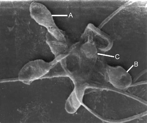 Figure From Biophysical Mechanism Mediated Time Dependent Effect On Sperm Of Human And Monkey
