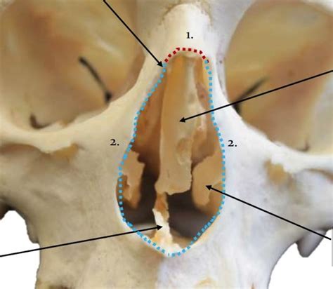 Bony Nasal Cavity Flashcards Quizlet