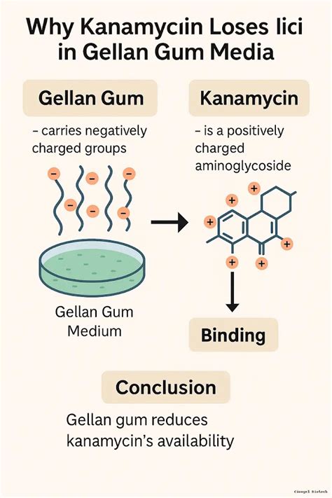 Why Kanamycin Loses Activity In Gellan Gum Media Cinogel Biotech