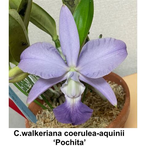 Yahoo オークション 洋蘭原種 C Walkeriana Coerulea Aquinii ‘poch