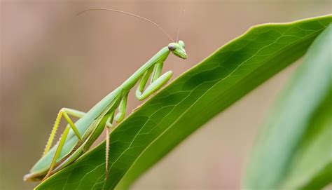 Premium Photo A Praying Mantis On A Leaf With A Background Of Blurry
