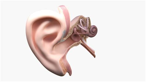 Anatomy Ear Labeled At James Vanhorn Blog