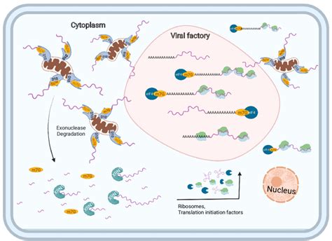 A Model On How D10 Mitochondria Localization Impacts Its Functions By Download Scientific