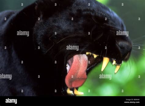 Melanistic Or Black Leopard A Genetic Mutation Caused By The Increased