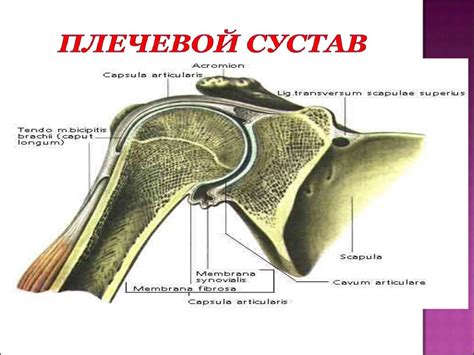 Хирургическая анатомия суставов - презентация онлайн