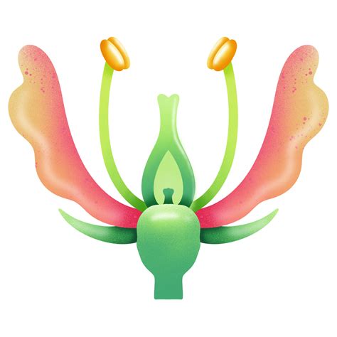 Structure Of Hypogynous Flower Illustration By Hand Drawn 46814054 Png