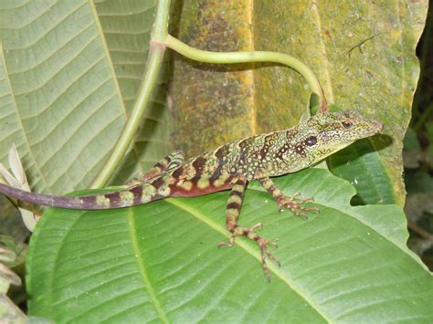 Mainland And Caribbean Anole Morphology Compared Anole Annals