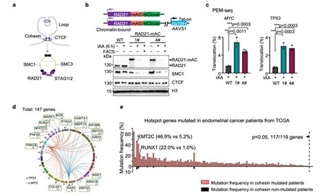 Nature Genetics：粘连蛋白cohesin功能缺失导致致癌基因突变的分子机制 每日生物评论