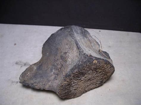 Large Fossilized Sperm Whale Vertebra 010516m The Stones Bones Collection