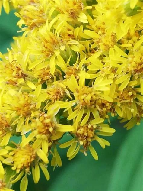 Goldenrod Seeds 300 Organic Solidago Canadensis Majestic Showy