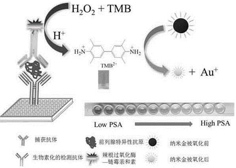 Semi Quantitative Visualized Elisa Analysis Method Eureka Patsnap