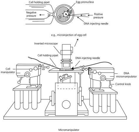 9 Method Of Microinjection Micromanipulator And Microinjectionof Egg Download Scientific