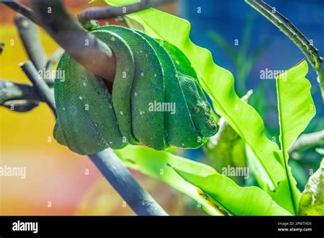 The Green Tree Python Morelia Viridis Is A Species Of Snake In The Family Pythonidae It Is A