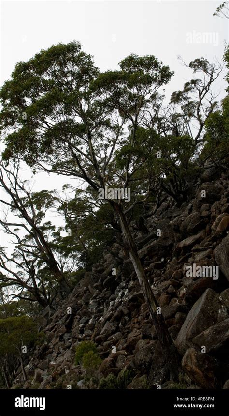 Trees On Rock Face Stock Photo Alamy