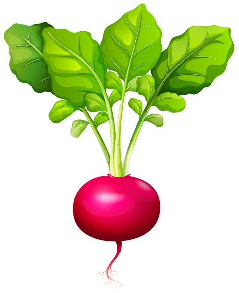 Radishes Clipart