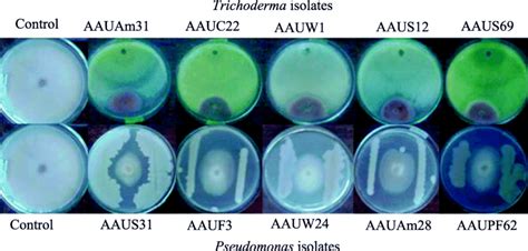 Dual Culture Of Pseudomonas And Trichoderma Strains Against Fusarium Download Scientific