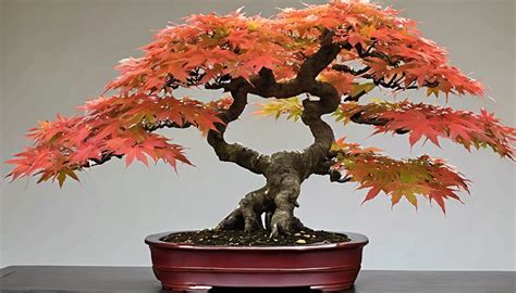 How Big Can A Bonsai Tree Get Frequently Asked Questions