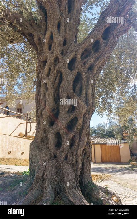 Large And Ancient Olive Tree With Beautiful Natural Pattern Of Branches