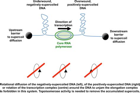 Twin Supercoiling Domain Model This Is The Model Proposed By Liu And Download Scientific