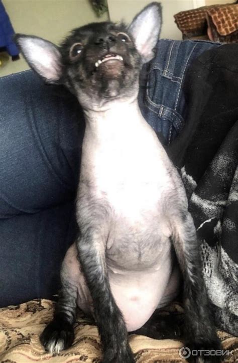 Отзыв о Голая Китайская хохлатая собака Моя жизнь превратилась в ад