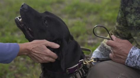 FWC using python detector dogs to locate invasive Burmese pythons