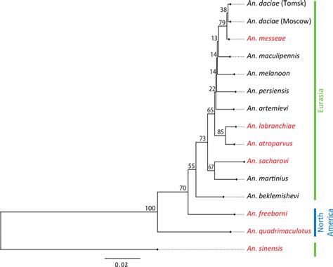 Maximum Likelihood Tree Of 14 Anopheles Species Based On The 1271