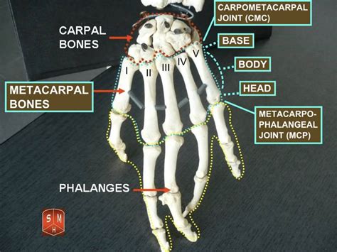 Hand Skeletal Anatomy Comprehensive Guide To Carpal Metacarpal And Phalangeal Structures
