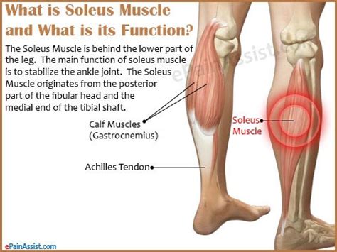 Soleus Muscle Strain Causes Symtoms Treatment