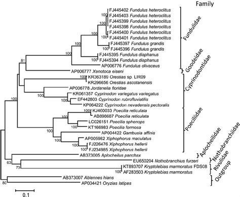 maximum likelihood ml tree based on 13 protein coding genes 11 326