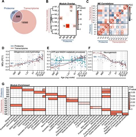 Temporal Proteomic Profiling Of Postnatal Human Cortical Development Pmc
