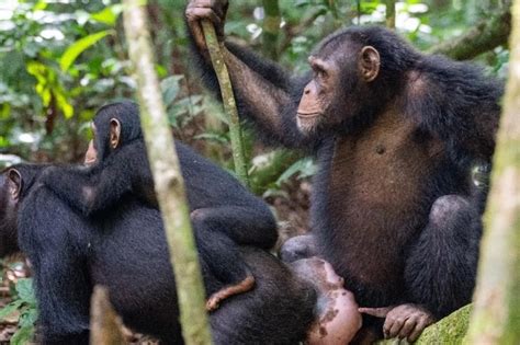 How Do Male Chimps Ask For Sex It Depends On Their Local Dialect Cbc