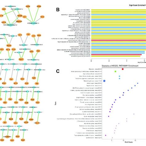 Lncrna Mrna Interaction And Lncrna Target Gene Prediction A Visual Download Scientific Diagram