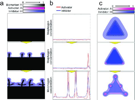 Dynamic Morphogen Analysis By The Rd Model For Branching Pattern Download Scientific Diagram