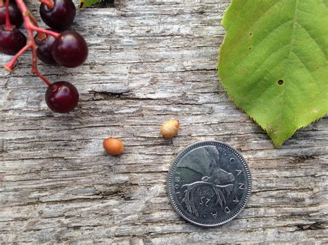Are Chokecherries Edible