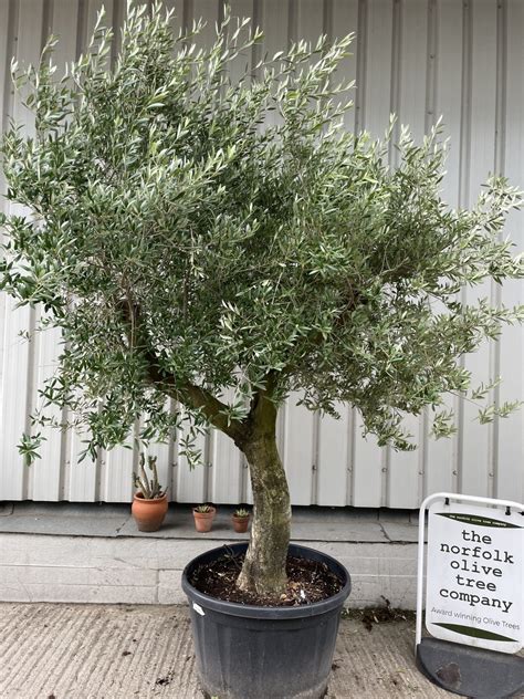 Buy Olive Tree Online Canada At Connie Talbert Blog