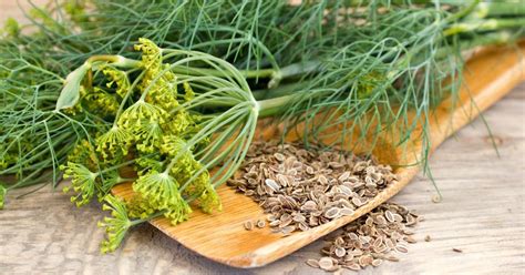 მოხარშეთ კამა და აღარ წახვიდეთ აფთიაქში ნუ იჩქარებთ აბების მიღებას