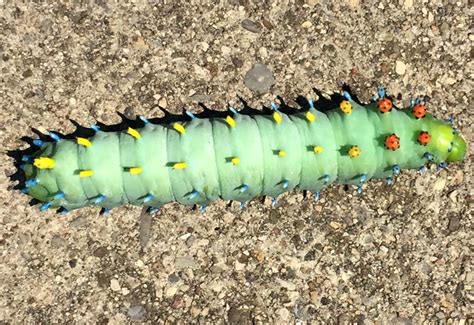 Cecropia Moth Caterpillar Poisonous Essential Facts Revealed Whats