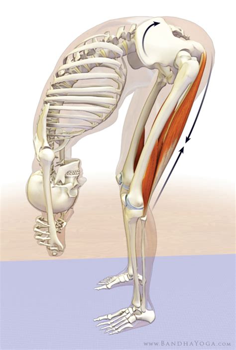 The Daily Bandha How Tight Hamstrings Affect Your Lumbar Spine